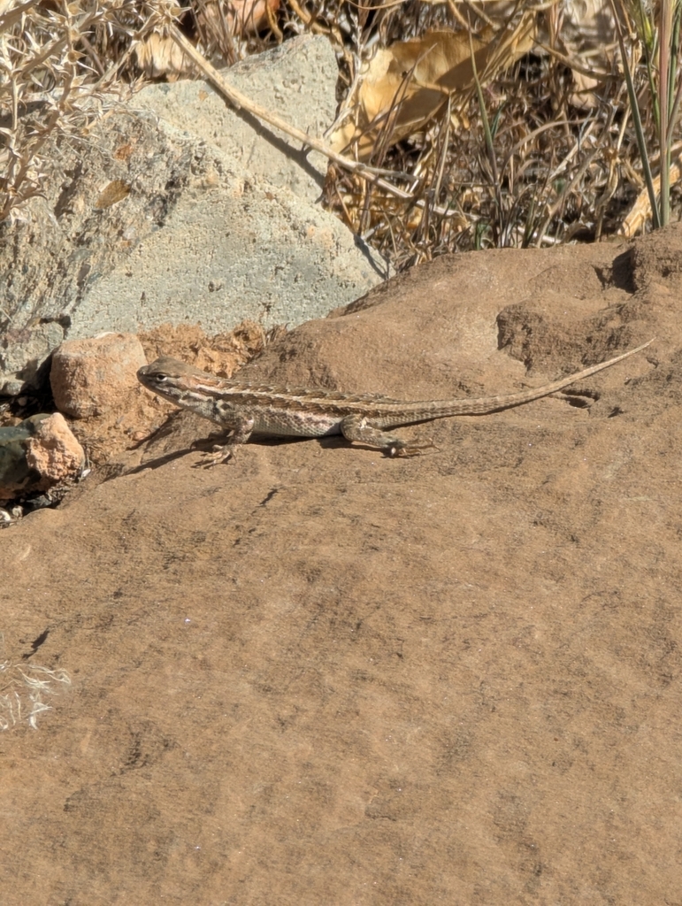 Common Sagebrush Lizard from BIA, Fort Duchesne, UT 84026, USA on May ...