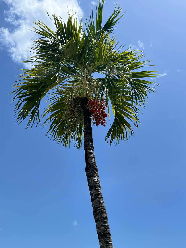 Manila Palm from Politécnico Mercedes María Mateo, JU, DO on May 27 ...