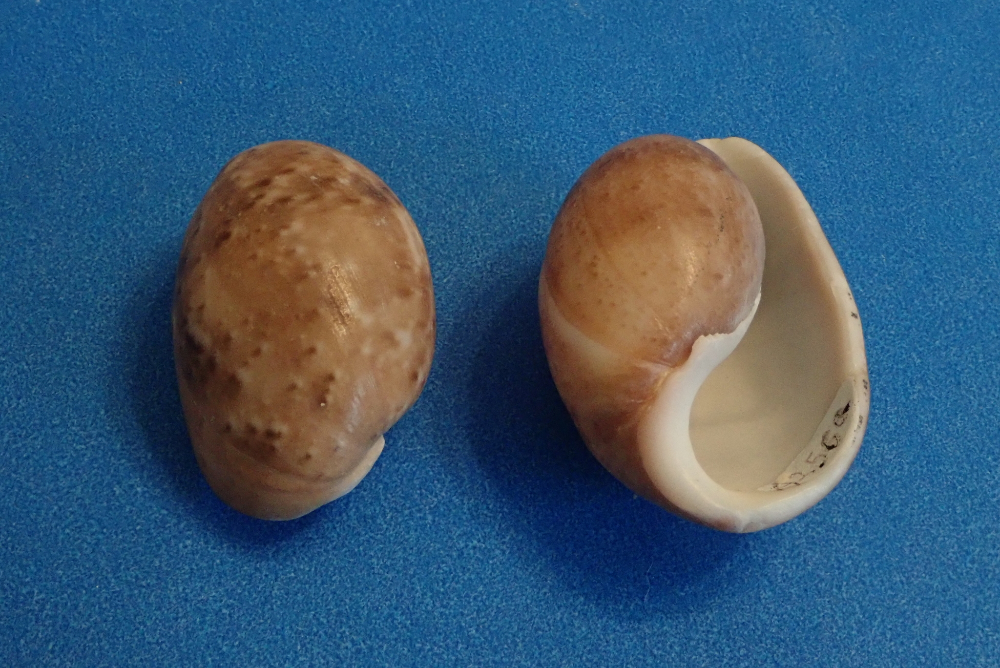 Bulla punctulata A.Adams, 1850