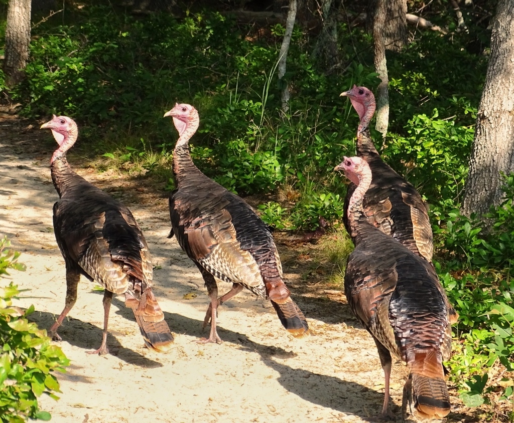 Wild Turkey from Wellfleet, MA, USA on September 11, 2019 at 09:00 AM ...
