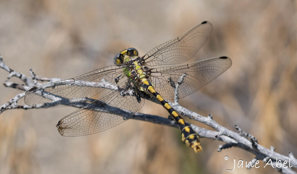 Sinuous Snaketail from Benton County, WA, USA on May 24, 2025 at 01:35 ...