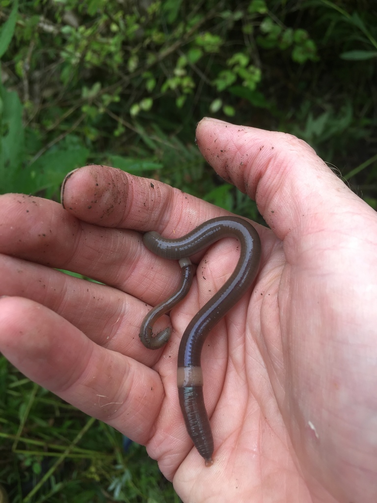 Crazy Worm in September 2019 by Charlie Hohn. larger worm · iNaturalist