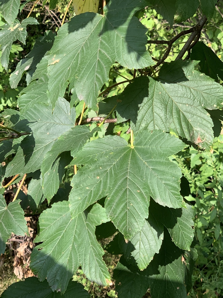 sycamore maple from The New York Botanical Garden, New York, NY, US on ...