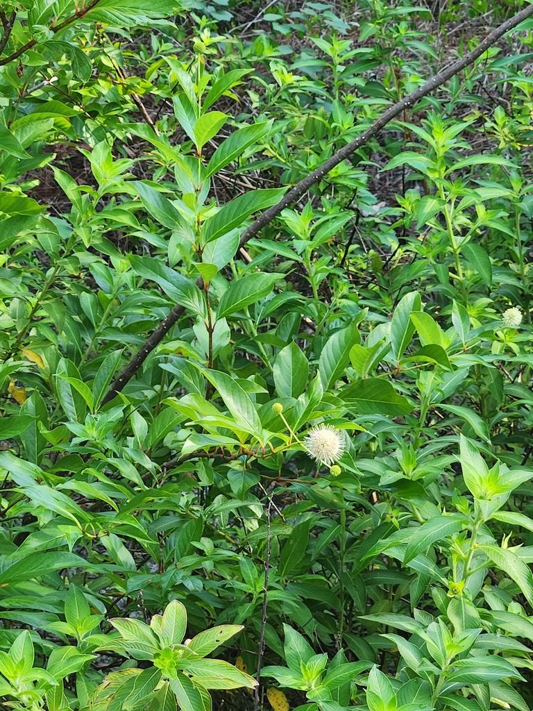 buttonbush from Polk County, FL, USA on May 27, 2025 at 09:08 AM by ...
