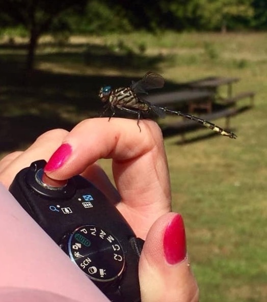 Elusive Clubtail from Perrot State Park, Trempealeau, WI, US on ...