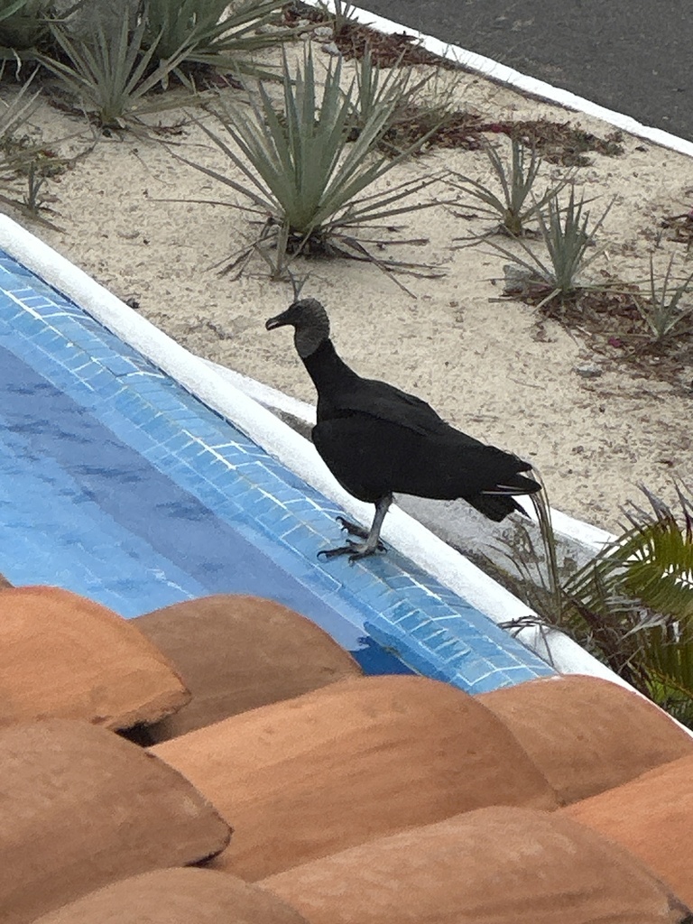 Black Vulture from Conejos, Residencial Conejos, Oax., MX on May 27 ...