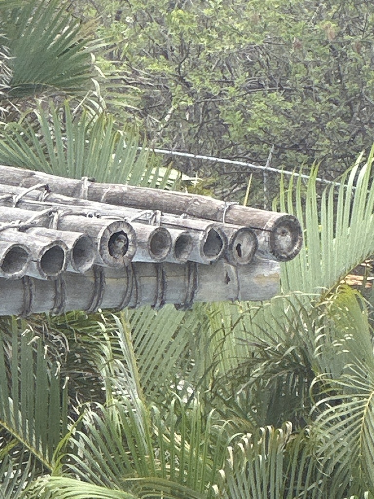 Golondrina Pecho Gris desde Conejos, Residencial Conejos, Oax., MX el ...