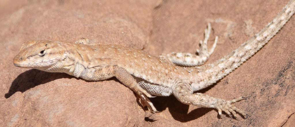 Common Side-blotched Lizard from Corona Arch, Moab, UT 84532, USA on ...