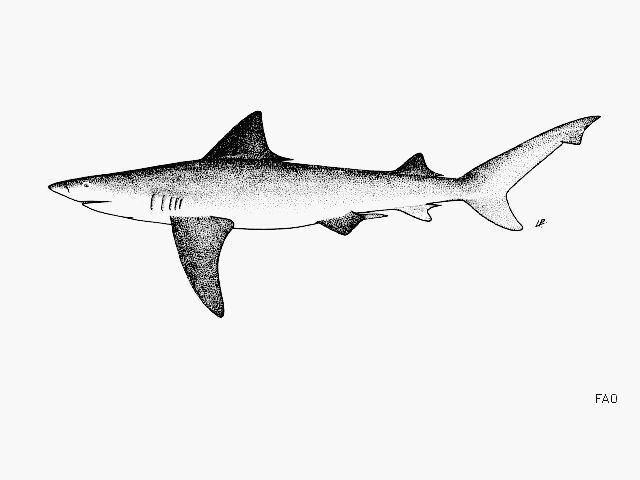 Ganges River Shark (Glyphis gangeticus) - Marine Life Identification