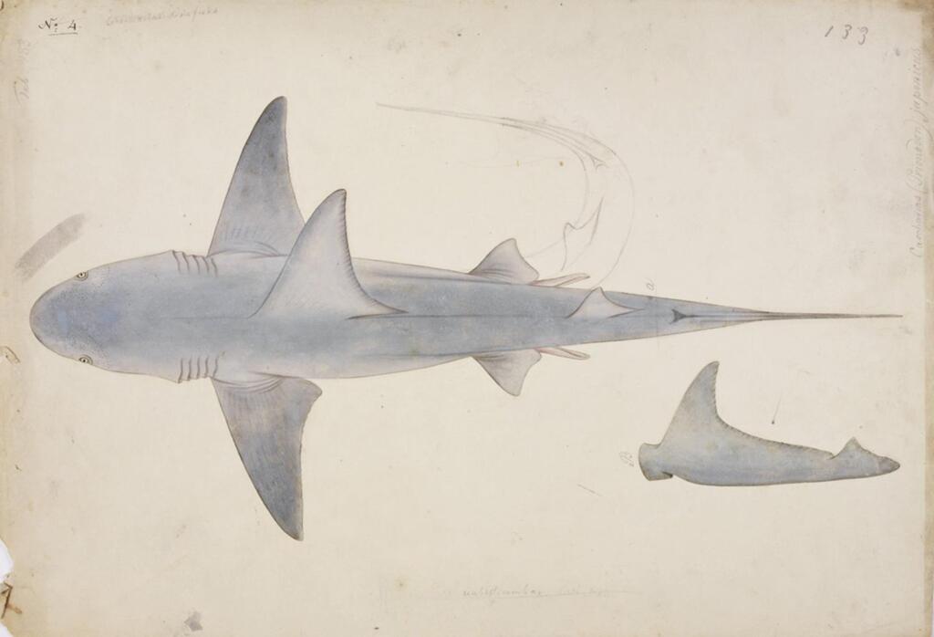 Ganges River Shark (Glyphis gangeticus) - Marine Life Identification