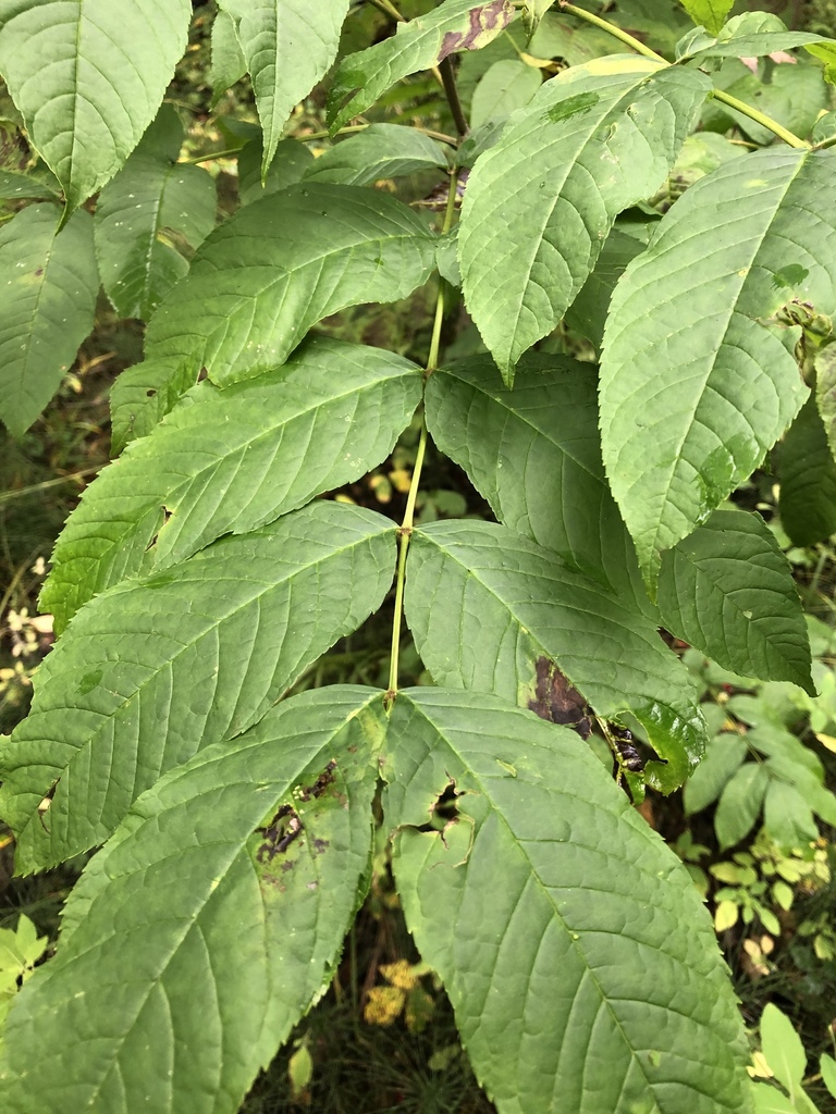 black ash from Conservation Meadows District, Waterloo, ON, CA on ...