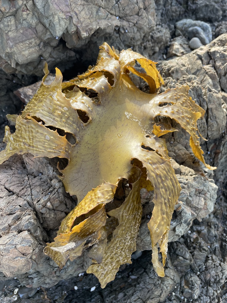 Common Kelp from Pollack Esp, Woolgoolga, NSW, AU on May 26, 2025 at 09 ...