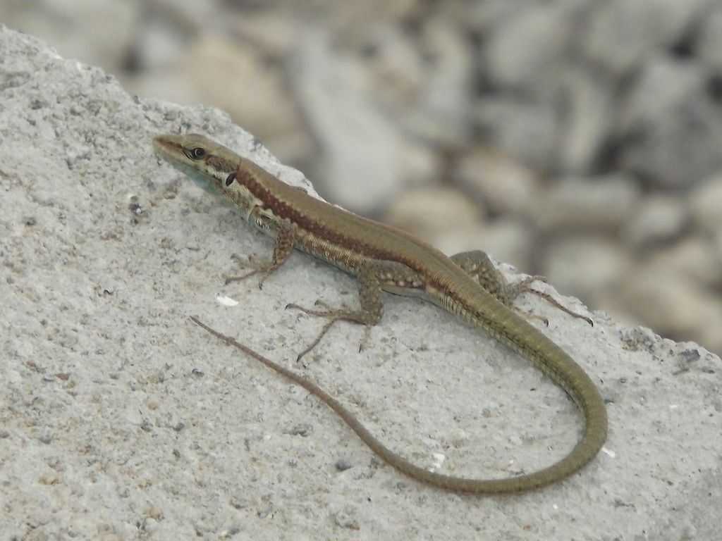 Troodos Rock Lizard from Kirenia on August 28, 2011 at 12:12 PM by ...