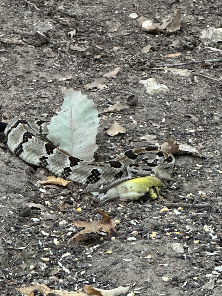 Timber Rattlesnake in May 2025 by katbaird. Is this unusual behavior? I ...