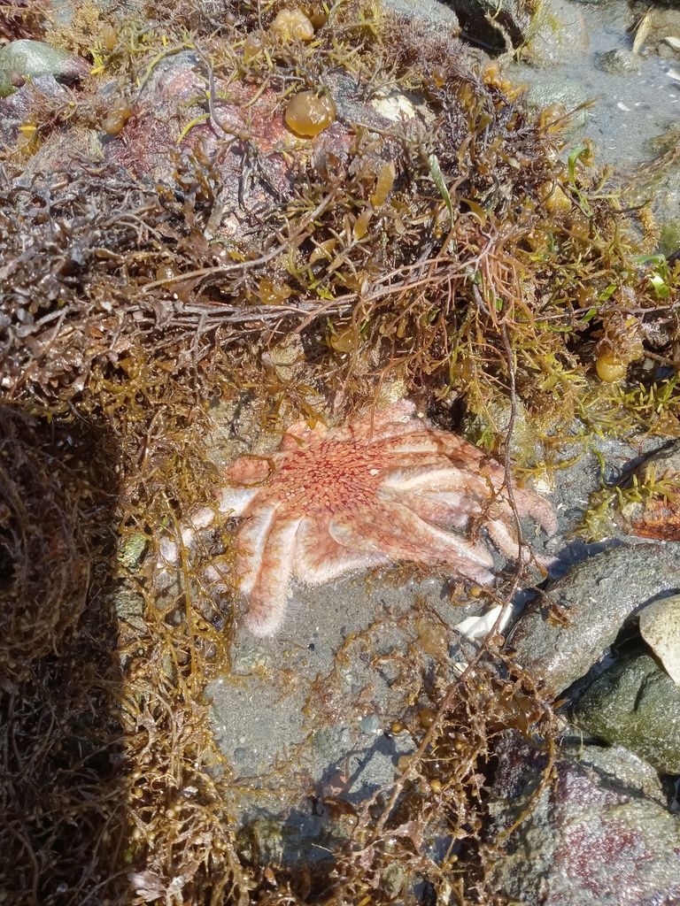 Sunflower Sea Star from Brentwood Bay, BC, Canada on May 27, 2025 at 11 ...