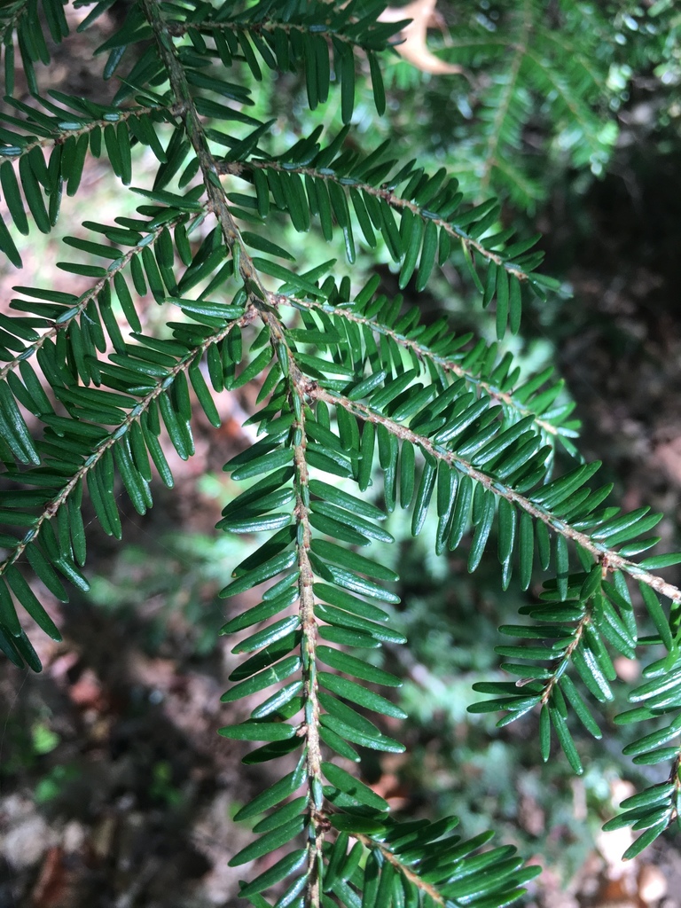 eastern hemlock from Pickett County, US-TN, US on September 12, 2019 at ...