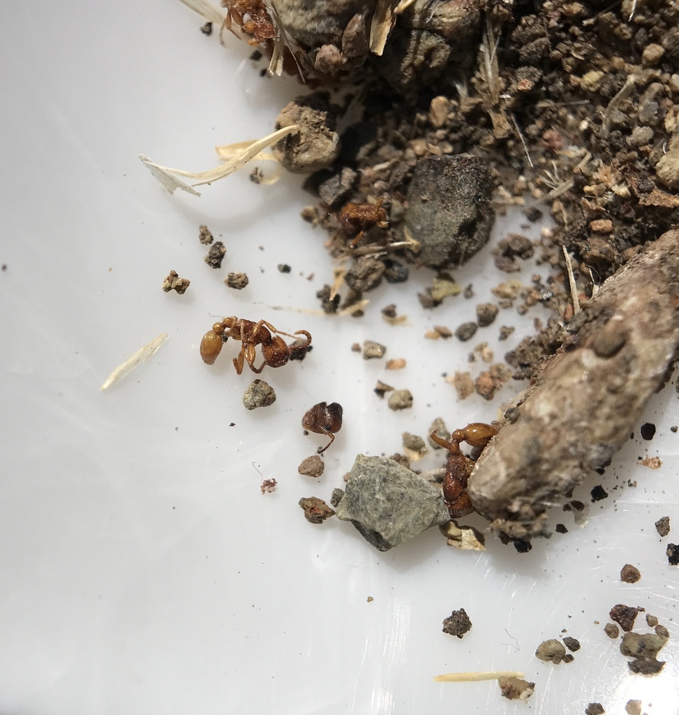 Neivamyrmex californicus from Coyote, CA, USA on August 28, 2019 at 11: ...