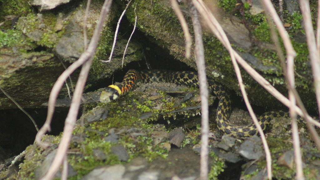 Taiwan tiger keelback from 365台灣苗栗縣泰安鄉觀霧國家森林遊樂區 on May 27, 2025 at 02: ...