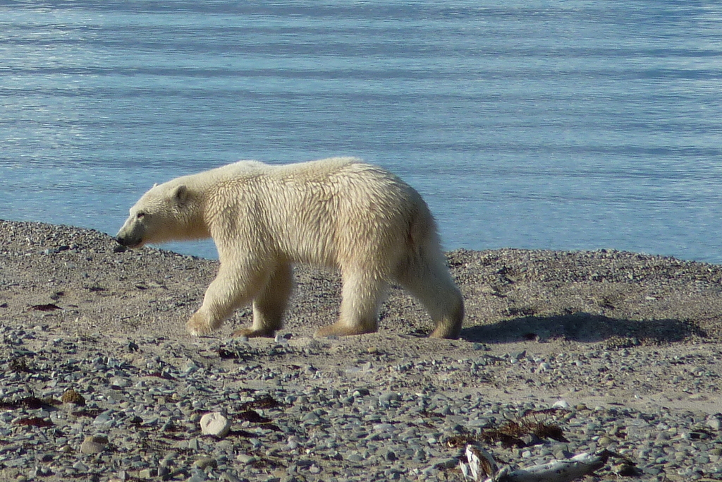 Polar Bear from Greenland on August 5, 2009 at 11:20 AM by Simon ...