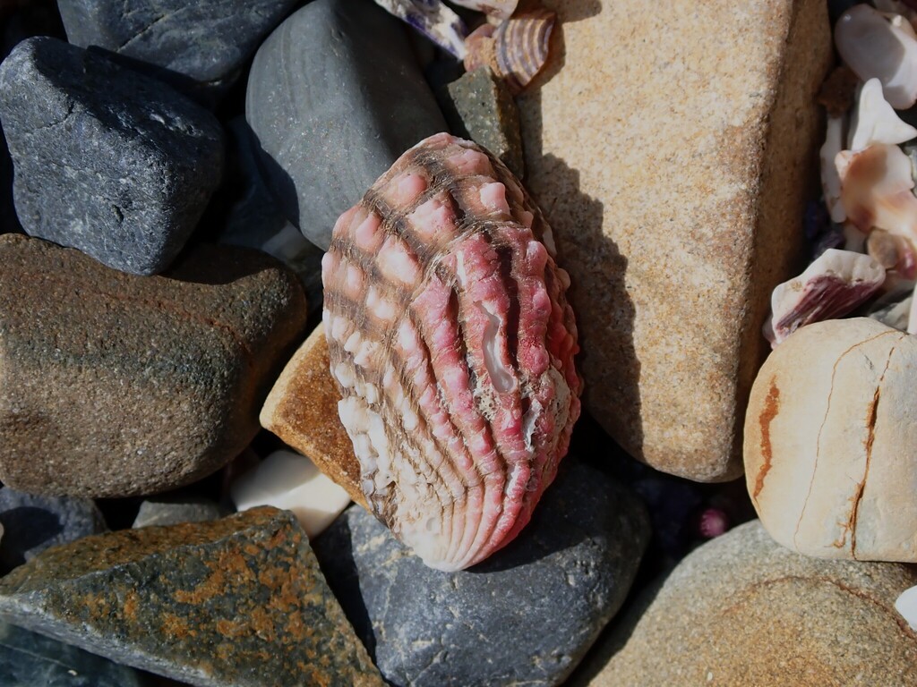 Large-ribbed Cardita from Sandy Beach NSW 2456, Australia on May 27 ...