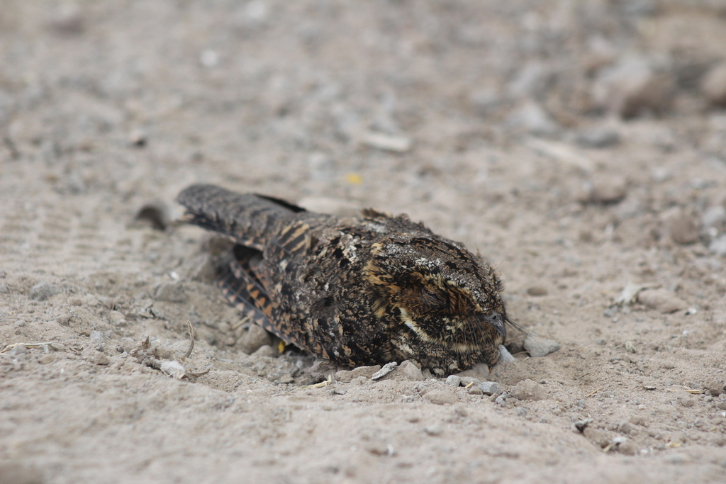 Common Poorwill in May 2025 by Ramón Isaac Miramontes Cinco · iNaturalist