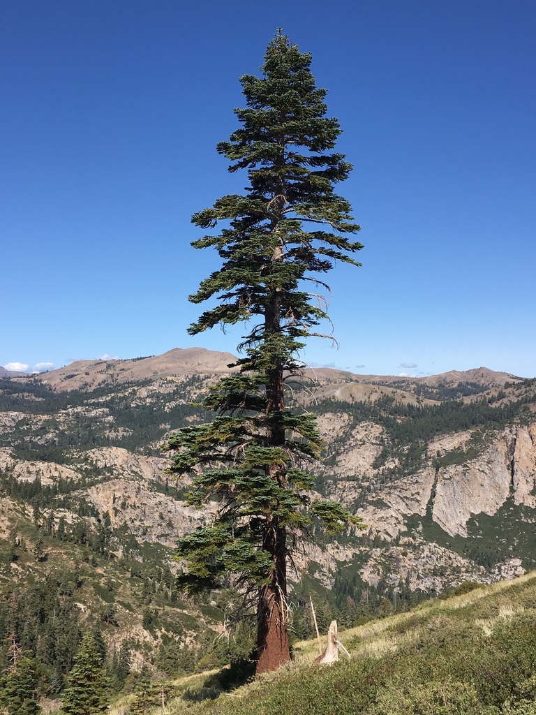 red fir (Abies magnifica) - Botanical Realm
