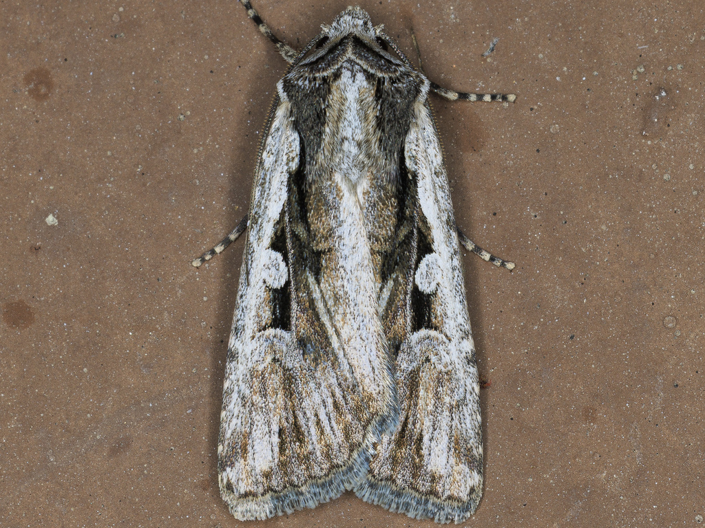 Army Cutworm Moth from Clark Mountain Camp, San Bernardino County, CA ...