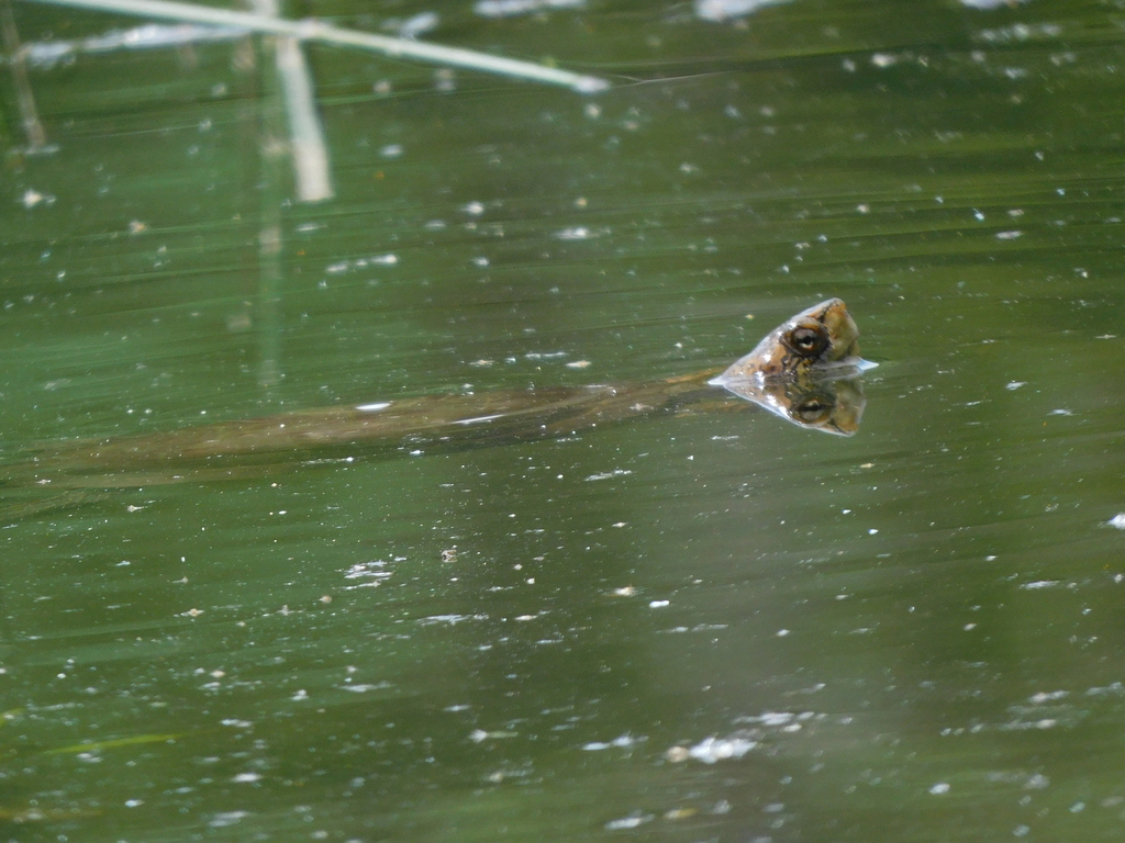 Northwestern Pond Turtle in May 2025 by Pond Gators. Dorman Pond ...