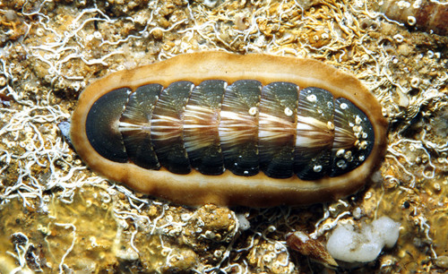 Torre's Chiton (Ischnochiton torri) · iNaturalist United Kingdom