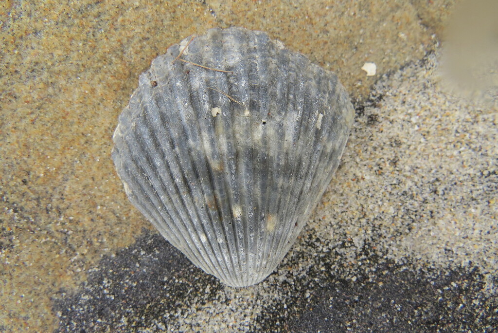 Pacific Calico Scallop from South Carlsbad State Beach, California, USA ...