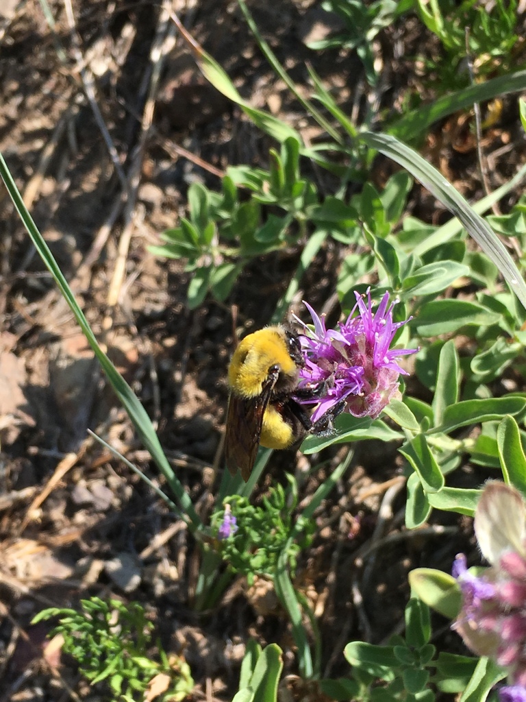 Morrison's Bumble Bee from Humboldt-Toiyabe National Forest ...