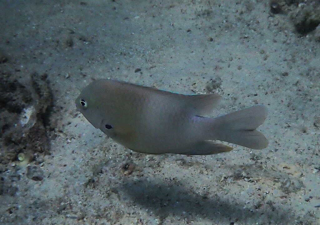 Honeyhead Damsel from Exmouth WA 6707, Australia on May 18, 2025 at 05: ...