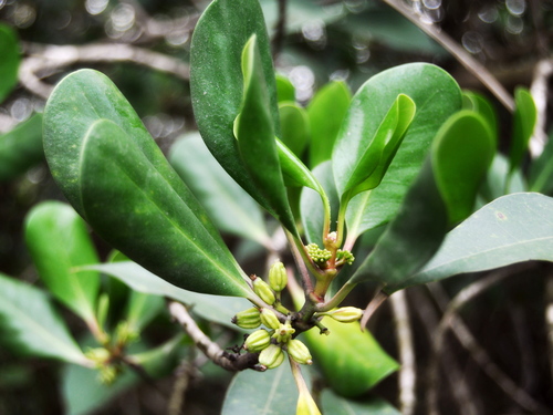Scyphiphora hydrophyllacea · iNaturalist