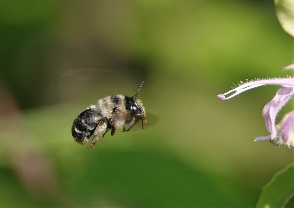 Orange-tipped Wood-digger from 11 Seymour Ave, Toronto, ON M4J 3T3 ...