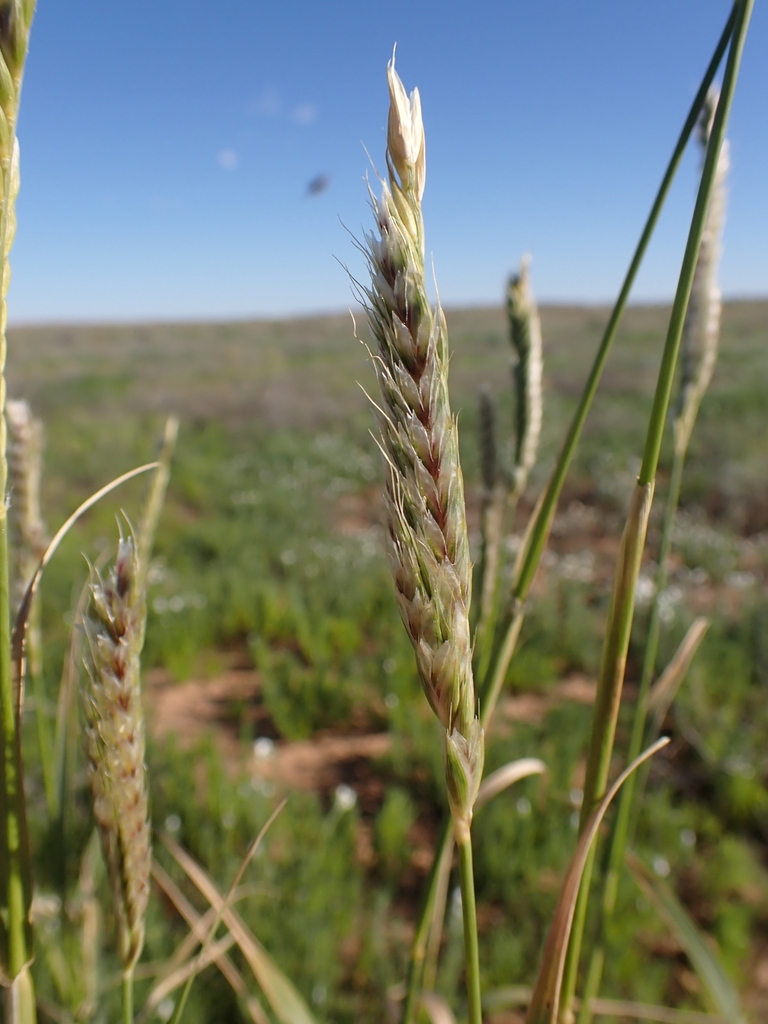 Barley Mitchell-grass from Birdsville QLD 4482, Australia on May 22, 2025 at 10:59 AM by Nina ...