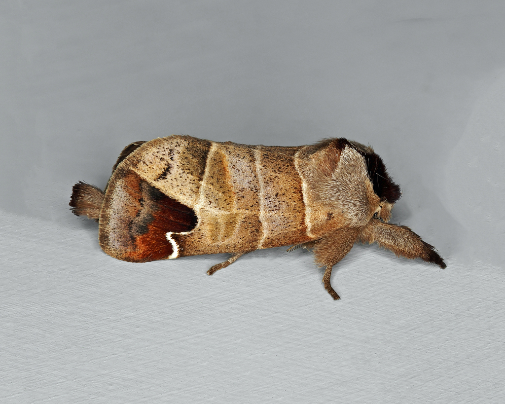 Sigmoid Prominent from Salem, NH 03079, USA on May 28, 2025 at 04:45 AM ...