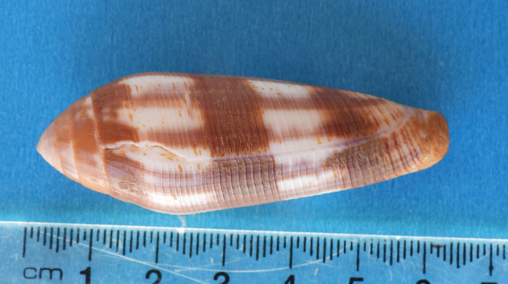 tendineus cone from Kuruwitu, Kikambala, Kenya on May 28, 2025 at 11:00 ...