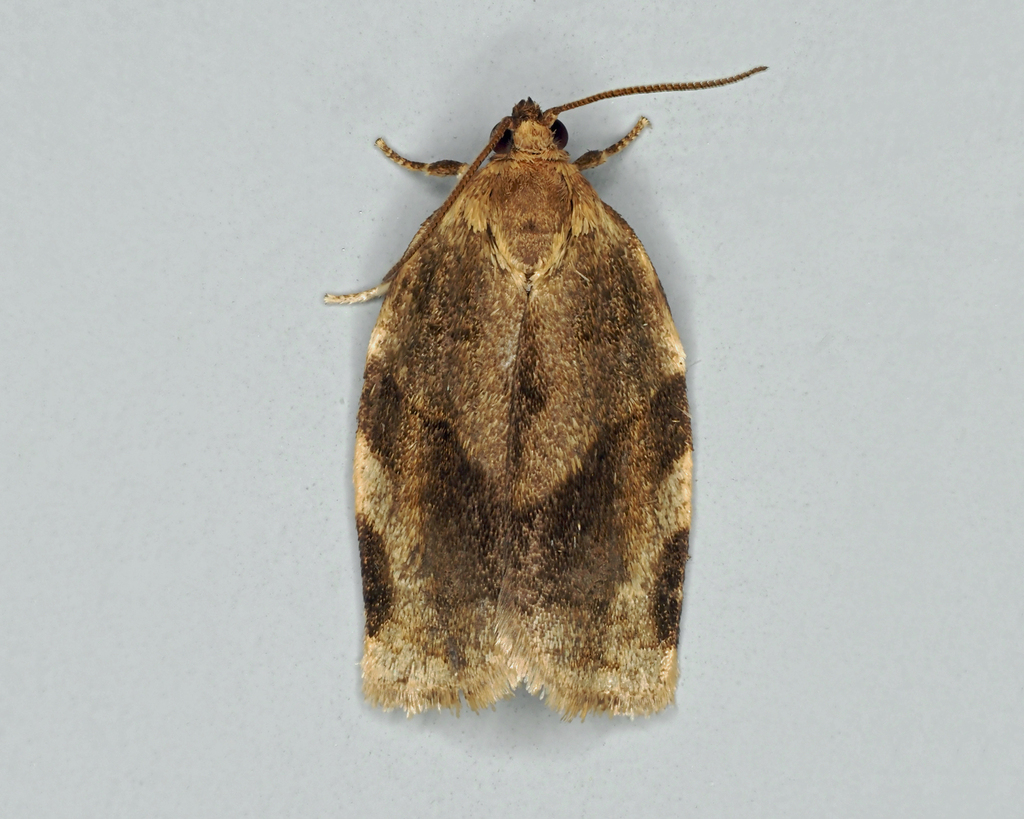 Broken-banded Leafroller Moth from Salem, NH 03079, USA on May 28, 2025 ...