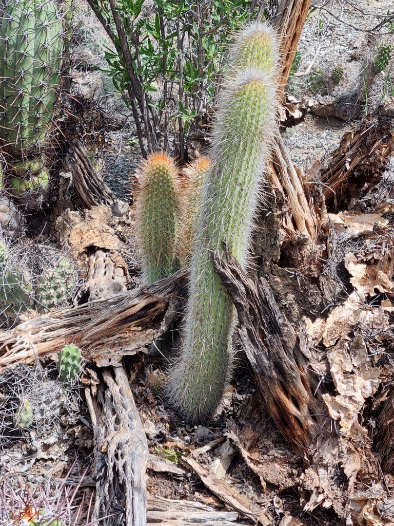 Cleistocactus orthogonus from El Puente, Bolivia on January 11, 2024 at ...