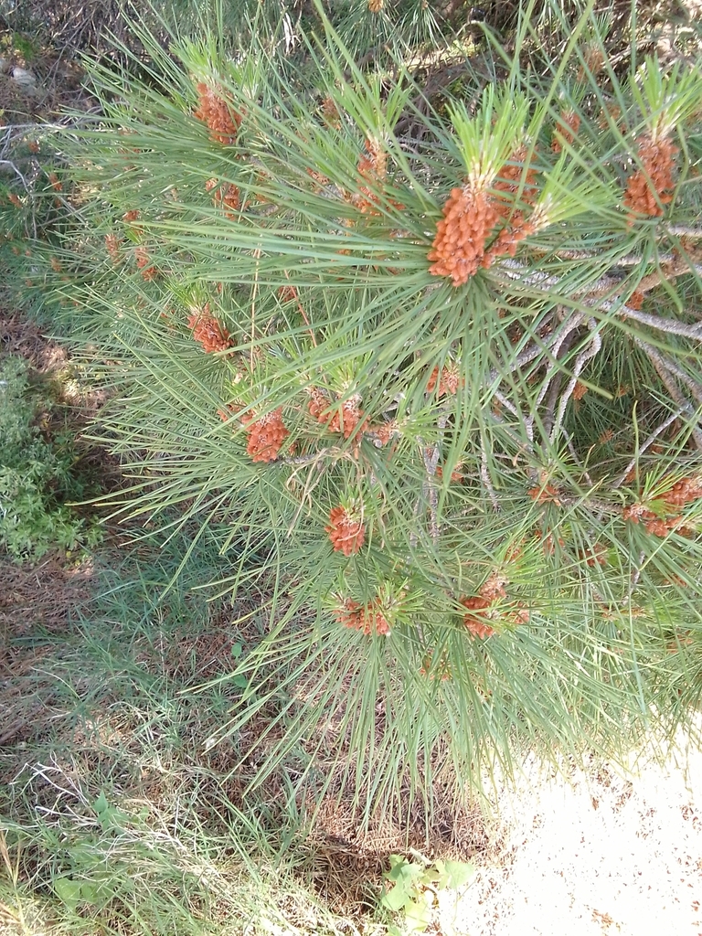 Stone pine (Pinus pinea) - Botanical Realm