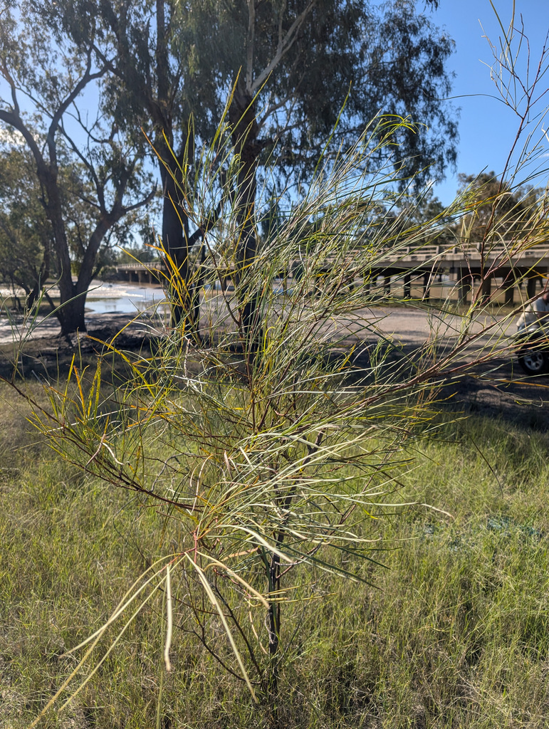 shoestring acacia from Walgett NSW 2832, Australia on April 21, 2025 at ...