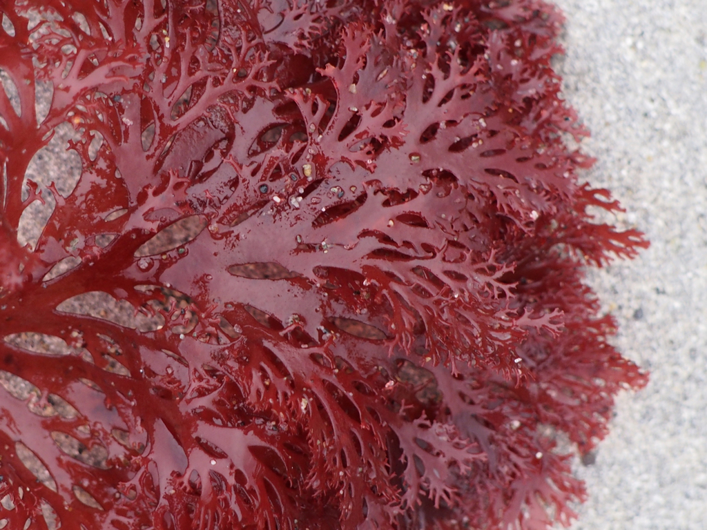 (Palmaria callophylloides) - Botanical Realm