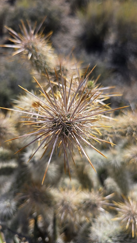 Silver Cholla from Mt Charleston, NV 89124, USA on May 27, 2025 at 03: ...