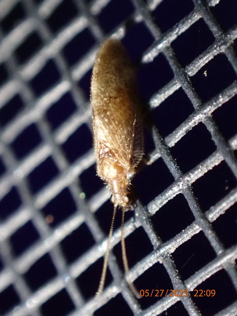 Barber's Brown Lacewing from Dunedin, FL, USA on May 27, 2025 at 10:09 ...