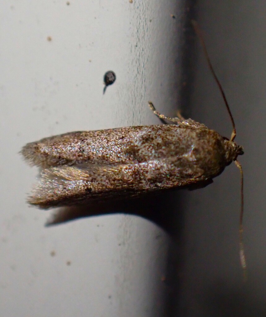 Acorn Moth from Dunedin, FL, USA on May 27, 2025 at 10:12 PM by Donald ...