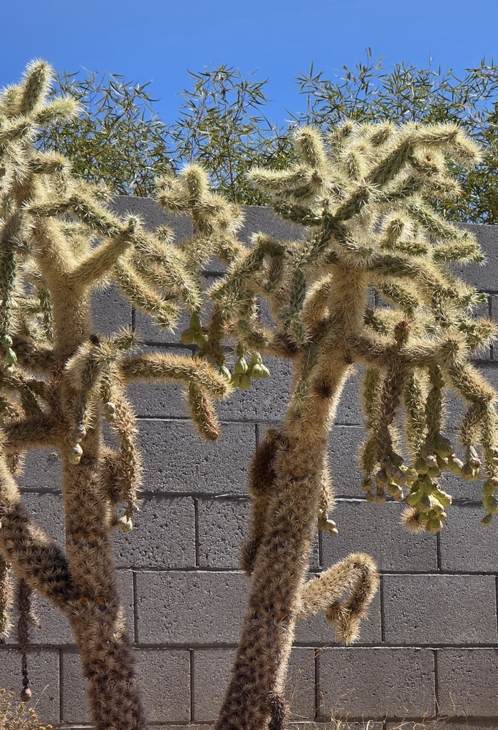 Chain-fruit Cholla in May 2025 by Jo · iNaturalist