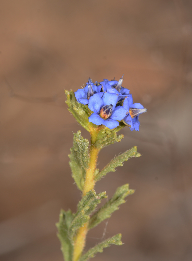 Rough Halgania from Yaapeet VIC 3424, Australia on September 09, 2024 ...
