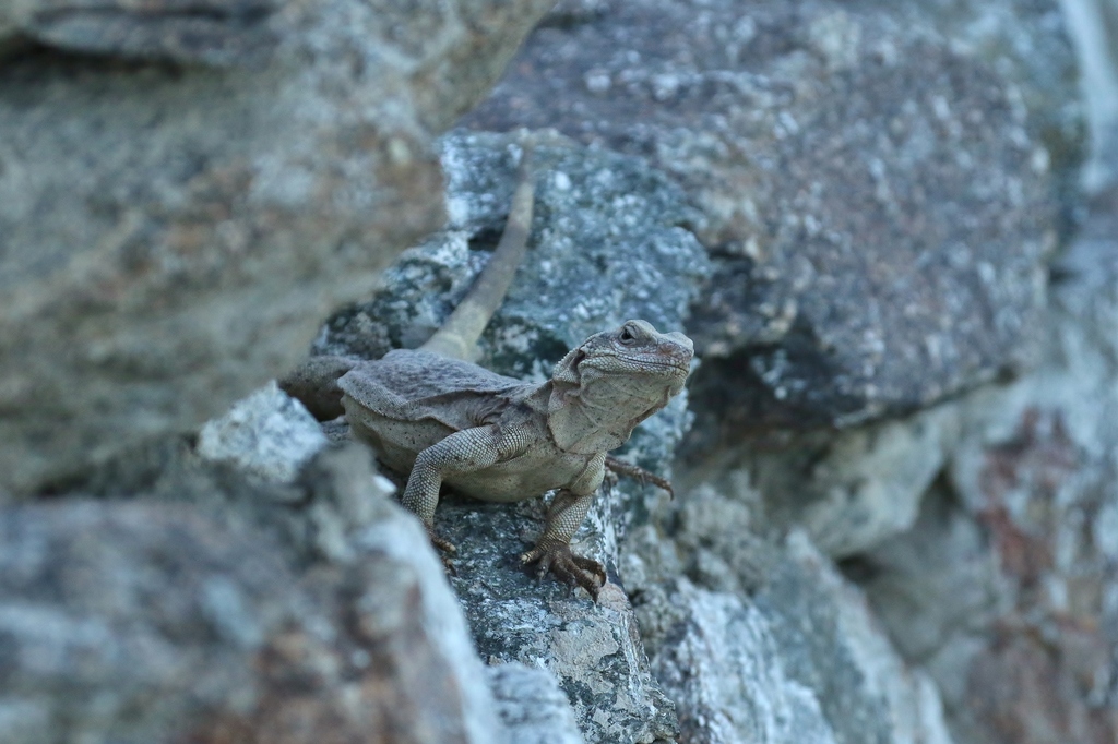 Common Chuckwalla from Palm Springs, CA, USA on August 21, 2019 at 06: ...
