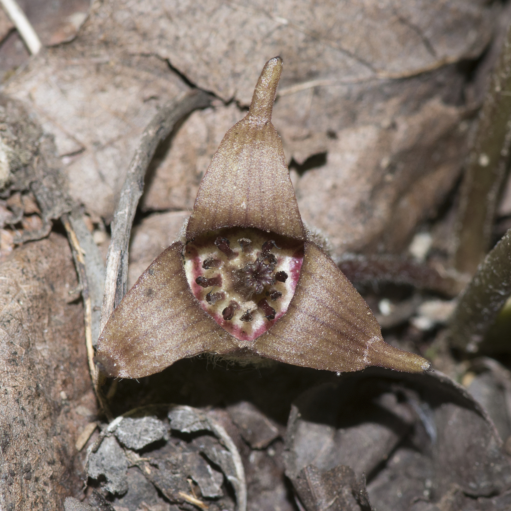 Canadian wild ginger from Montgomery County, OH, USA on May 26, 2025 at ...