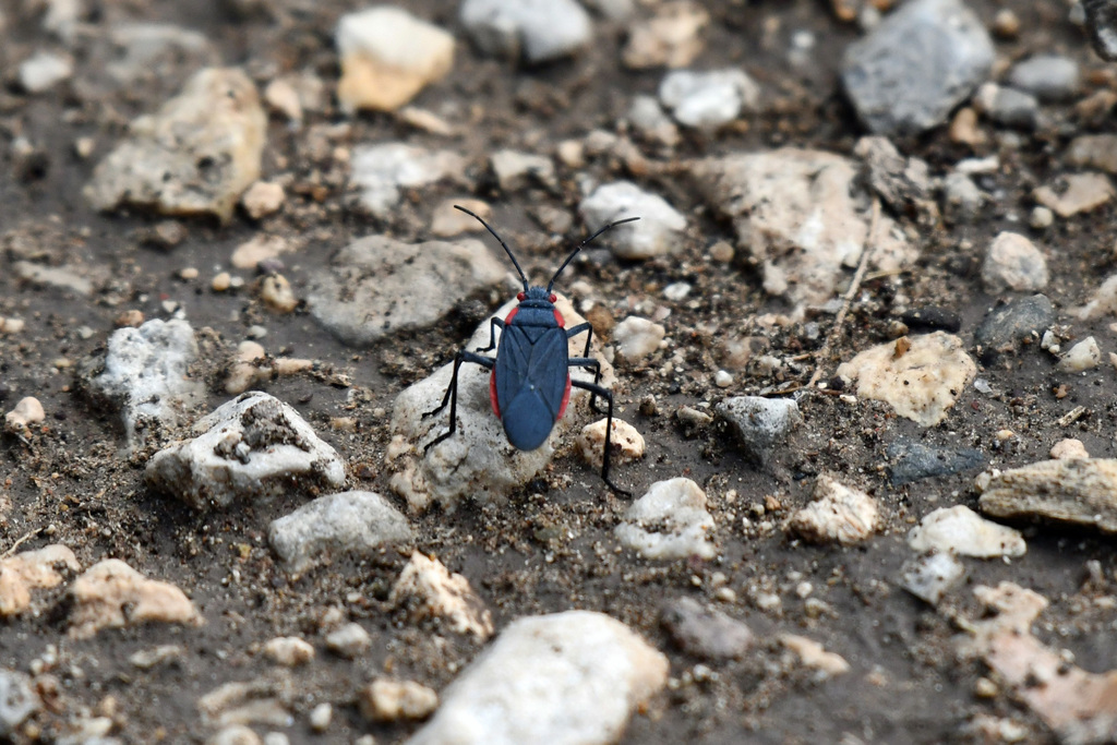 Red-shouldered Bug from Brewster County, TX, USA on September 9, 2019 ...